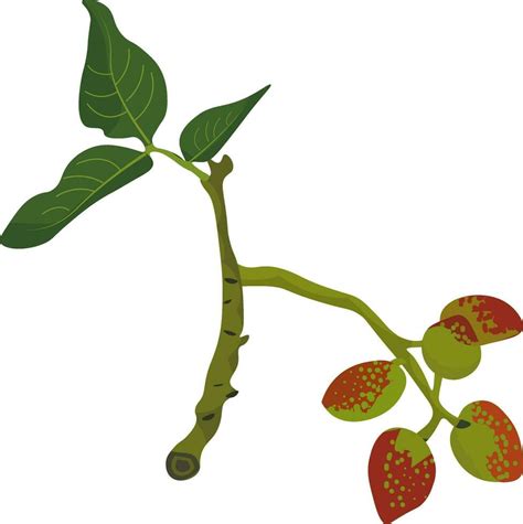 Clipart Of The Branch Of The Pistachio Tree Bearing Fruits And Leaves