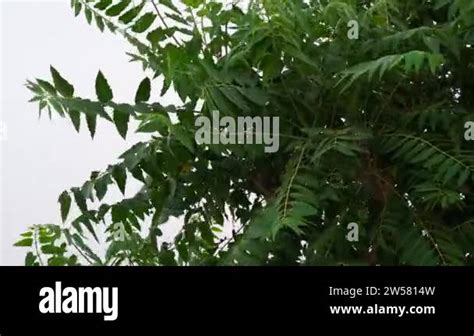 Ardu Stock Videos And Footage Hd And 4k Video Clips Alamy