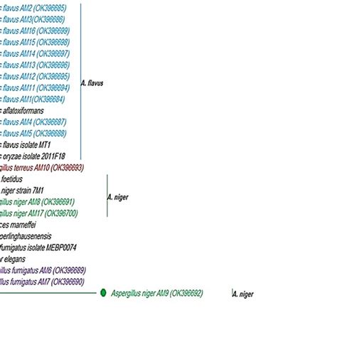 Identification Of The Clinical Fungal Pathogens By 18s Rrna Sequencing Download Scientific