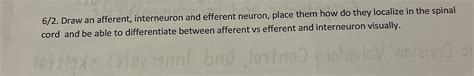 Solved 6 2 ﻿draw An Afferent Interneuron And Efferent