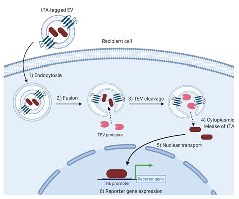 Reporter Gene Assay For Membrane Fusion Of Extracellular Vesicles