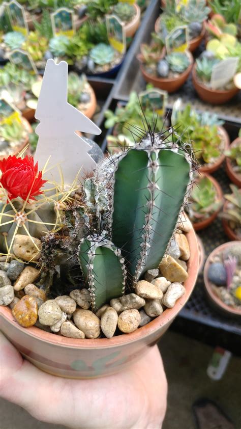 Anyone Familiar Didn T Get This Because Of The Rot But I D Like To Know More About It R Cactus