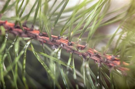 Premium Photo Pine Tree Macro