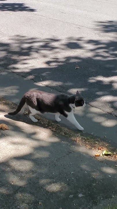cat s walk part 3 🐈‍⬛🚶‍♀️ youtube