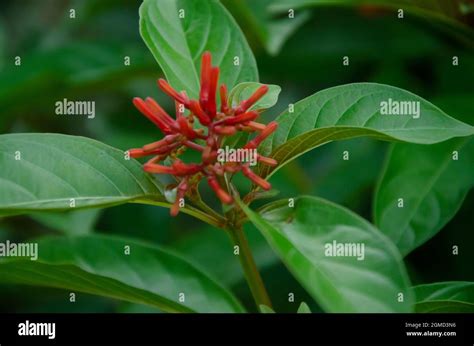 Selective Focus On Firebush Or Hamelia Patens Plant Red Flower And Green Leaves In Morning