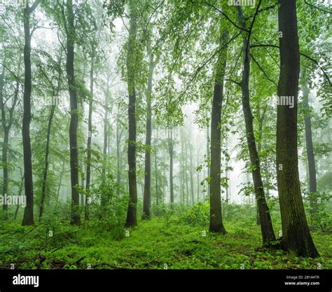 Deciduous Deciduous Forest Of Beech Oak And Hornbeam With Fog In