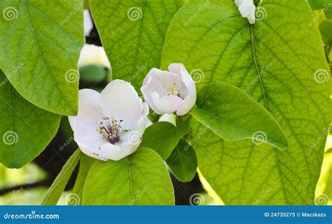 Fig Tree Blossom And Leaves Ficus Carica Stock Image Image Of Branch