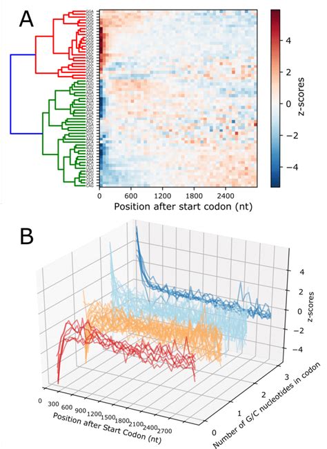 A A Birds Eye View Of Position Dependent Codon Usage Bias In The