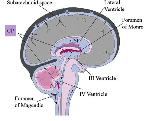 【脑血管名词辨析】脉络膜前动脉 脉络膜后动脉 脑医汇