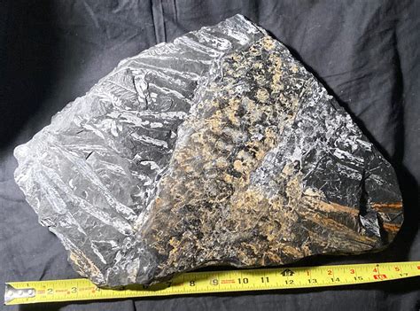 Large Fossil Tree Fern Double Sided Features Stigmaria Ficoides Root And Alethopteris Serlii