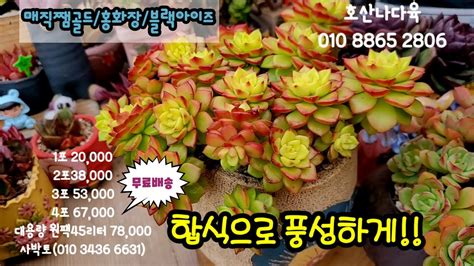 합식으로풍성하게 매직쨈골드 홍화장 블랙아이즈분갈이사박토이용 Youtube