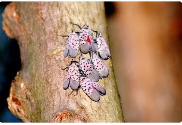 Battling Lanternflies In New York A Guide To Control And Prevention