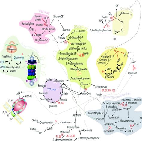 Metabolic Pathway Reconstruction Proteomics Based Metabolic Pathway Download Scientific