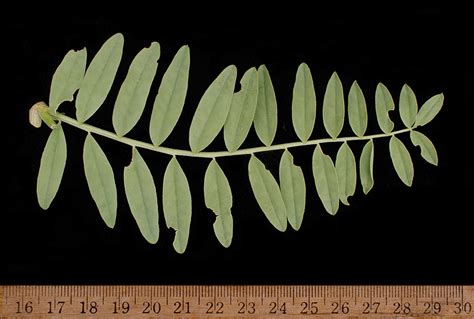 Astragalus Gilviflorus