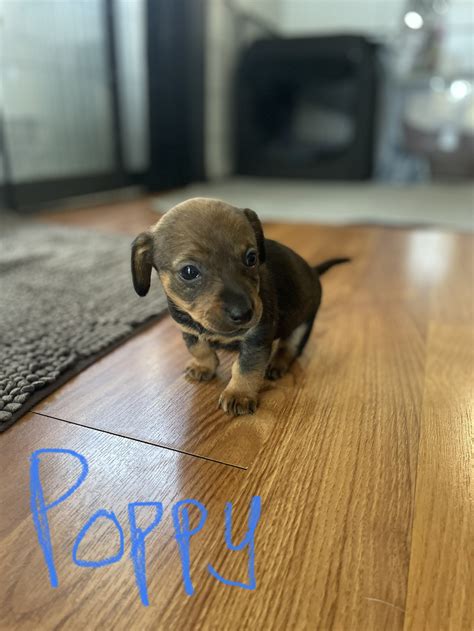 Jack Russell X Dachshund Launceston Petsforhomes