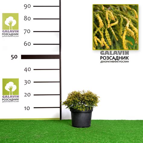 Кипарисовик туполистний Tsatsumi Gold - Розсадник декоративних рослин ...