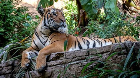 How Rare Is The Malayan Tiger