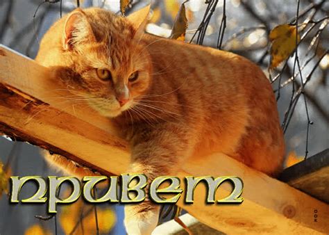 Необычная гиф открытка с котиком Привет Скачать бесплатно на