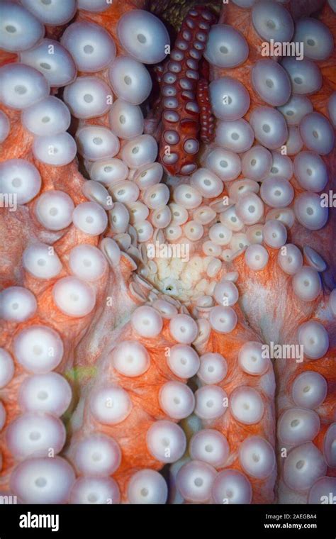 Do Octopus Have Sharp Teeth