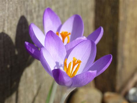 배경 화면 꽃들 매크로 자연 닫다 정원 원예 보라색 꽃 식물과 꽃 거시 근접 플라워 자주색 마크로 4000x3000 970704 배경 화면