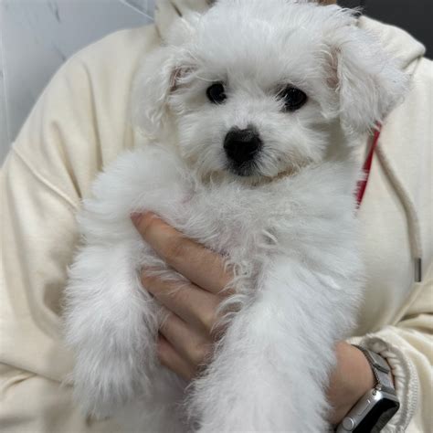 비숑프리제 가을 개종류 고양이입양보내기 스핑크스 광주강아지분양 코카스파니엘 푸들분양 시바견분양 페르시안 강아지입양 고양이입양 도그마루 보호소 펫샵 유기견센터