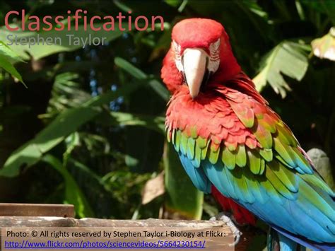 Classification IB Biology PPTX