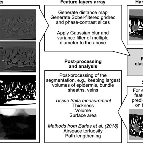 Schematic Of The Segmentation And Analysis Pipeline Reconstructed