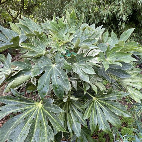 Fatsia Japonica Spiders Web — Exotique Beau Toute Lannée