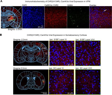 Long Range Projections Coordinate Distributed Brain Wide Neural Activity With A Specific