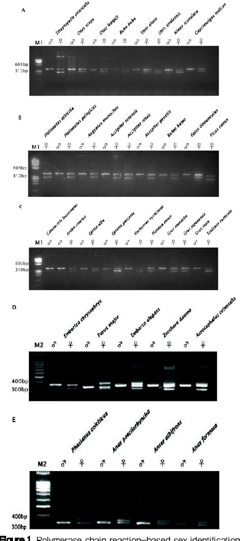 Figure From Application Of Two Complementary Molecular Sexing Methods For East Asian Bird