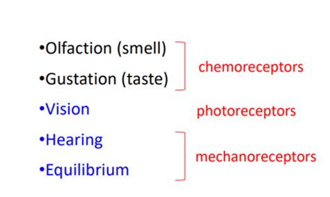 Lecture 5 Special Senses Flashcards Quizlet
