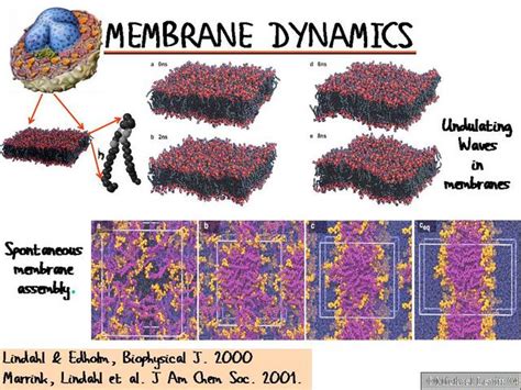Membranedynamics