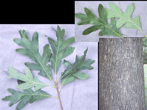 Tree Identification Flashcards Quizlet