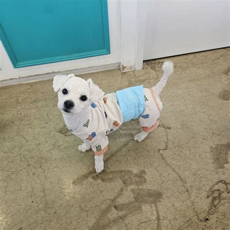 비숑 아지 강아지책임분양♥ 강아지•고양이입양 강아지보호소 고양이보호소 무료분양 아이조아보호소