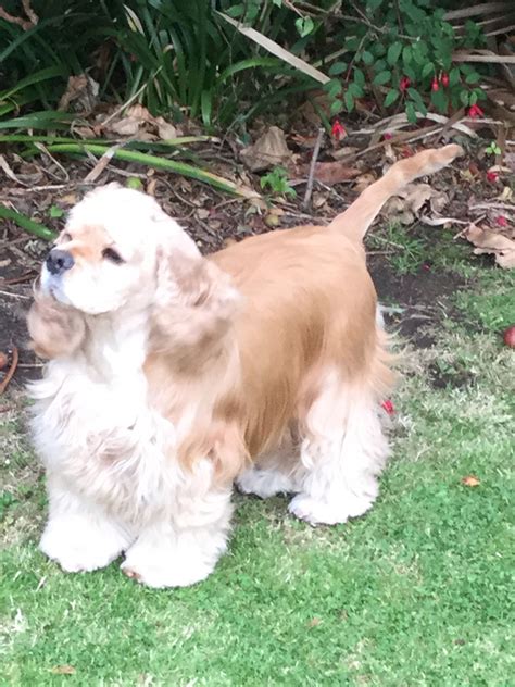 Adorable American Cocker Spaniel