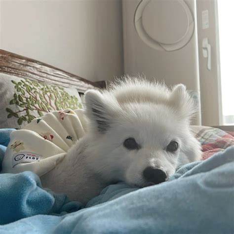 강아지 감기증상 기침 콧물 재채기 있을때 대처법 네이버 블로그