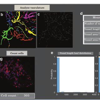 GUI For Image Processing And Analysis A Custom Coded GUI Is Download Scientific Diagram