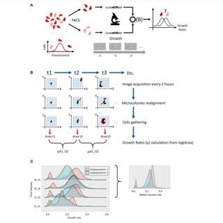 Methodological Pipeline For Single Cell Growth Analysis We Developed Download Scientific