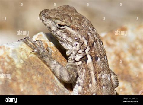 Western Side Blotched Lizard Uta Stansburiana Elegans Reptilia Sun Valley Los Angeles Ca