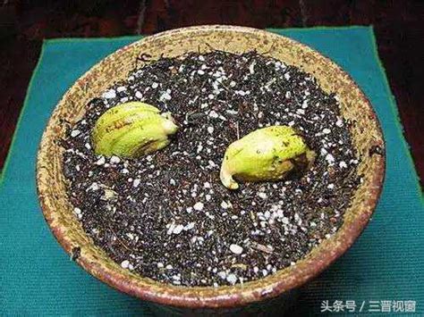 吃完芒果核千萬別扔，教你如何在家種芒果樹 每日頭條