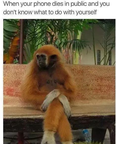 100 Meme Dump Album On Imgur