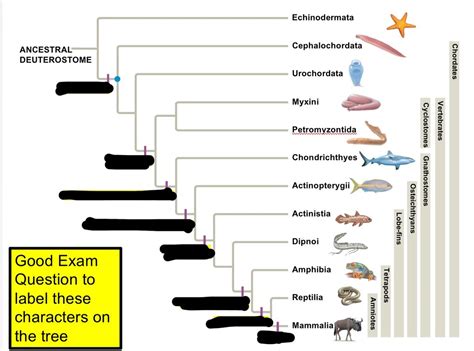 Final Exam Picture Review Chapter Diagram Quizlet