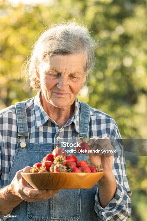 정원에서 갓 딴 딸기로 가득 찬 나무 그릇을 들고 있는 행복한 노인 백인 여성 체크 무늬 셔츠에 청바지 작업복을 입고 베리 수확을 모으는 노인 여성 농부 70 79세에 대한