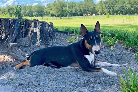 19 Adorable Bull Terrier Mixes Youll Love With Pictures