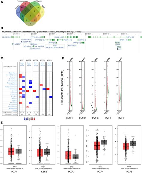 Ikzf3 Amplification Occurs Frequently In Breast Cancer With A