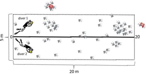 Belt Transect Used For Surveying P Kauderni Populations And Download Scientific Diagram