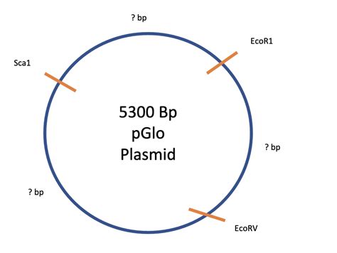 Solved Lane Cut With Enzyme S Uncut Plasmid Ecor1 Ecorv Anm
