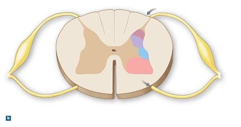 Spinal Segment Diagram Lab Diagram Quizlet