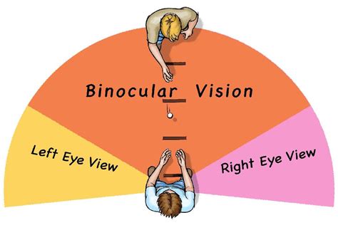 Binocular And Monocular Cues For Depth Perception At Ira Colby Blog