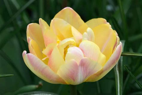 Yellow And Pink Tulips